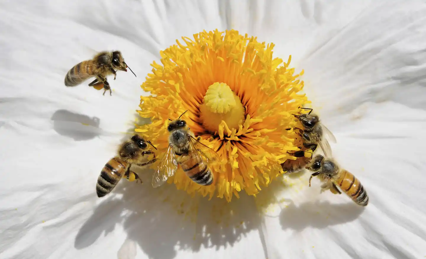 Comprendre l'alarmante disparition des abeilles