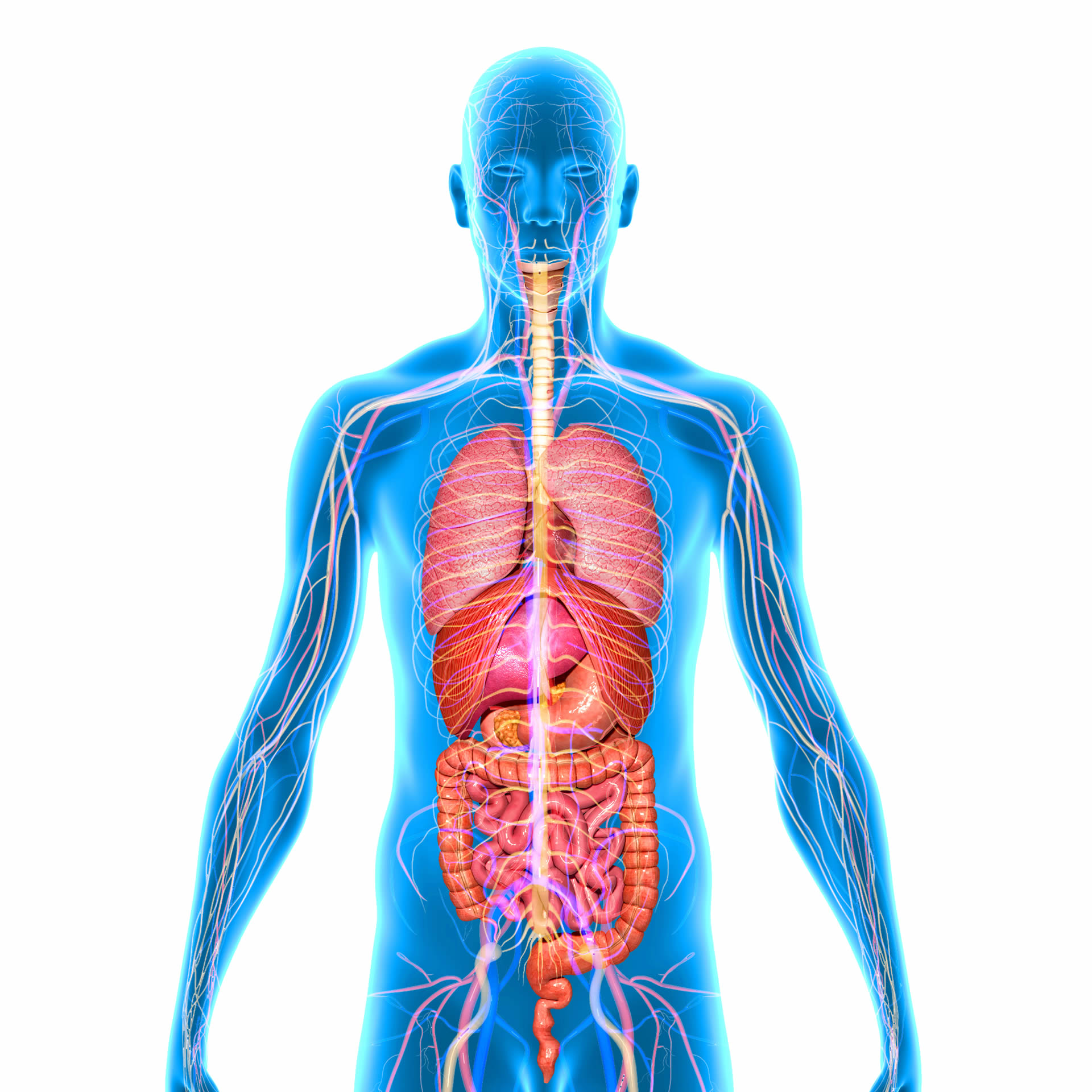 Sch ma Corps Humain Avec Organes LTAX Sch ma Corps Humain Avec Organes LTAX